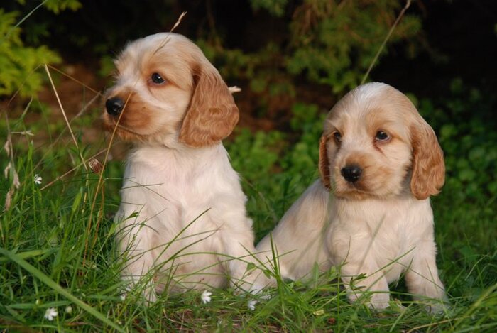 VALPER :: Carillo Kennel & CarilloCat